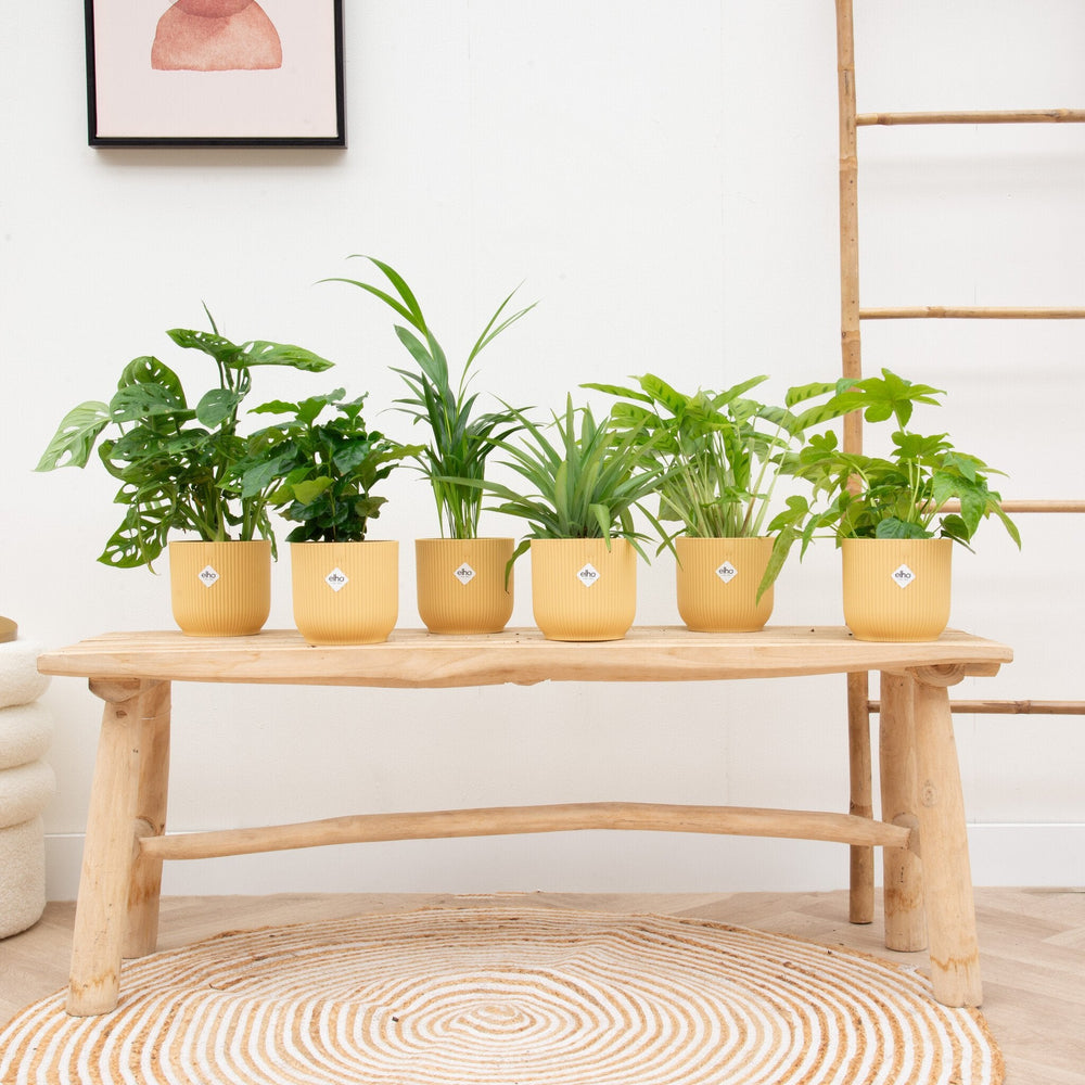 Combi deal plant + duurzame elho pot